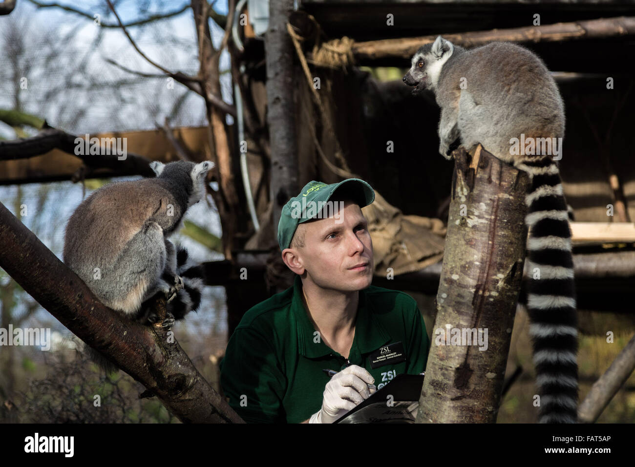 London, UK. 4th Jan, 2016. Keeper Marcel McKinley with Ring-Tailed ...