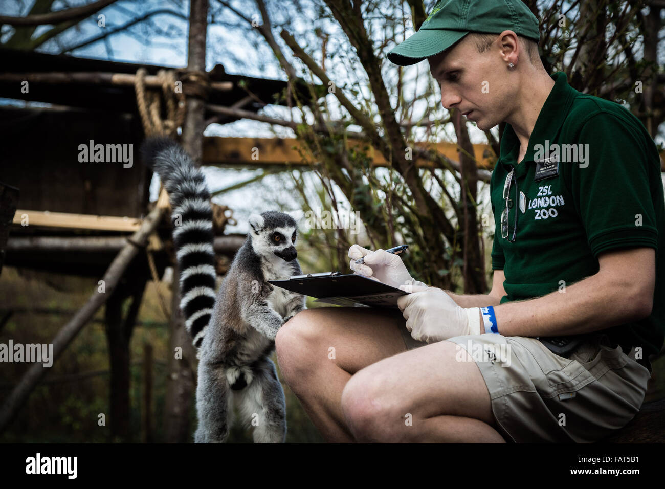 London, UK. 4th Jan, 2016. Keeper Marcel McKinley with Ring-Tailed ...