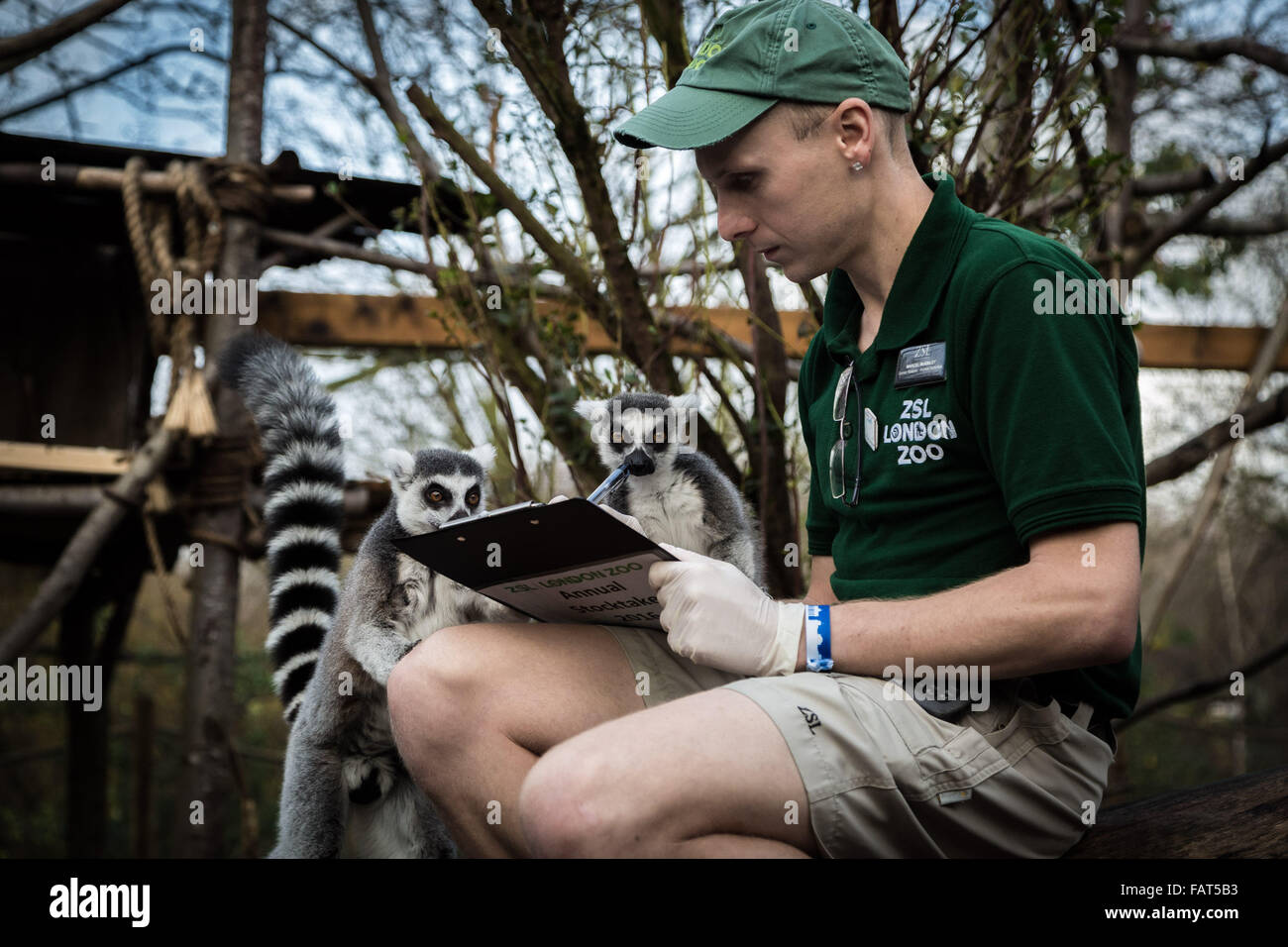 London, UK. 4th Jan, 2016. Keeper Marcel McKinley with Ring-Tailed ...