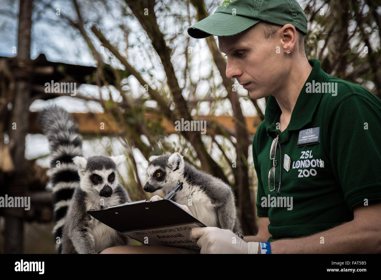 London, UK. 4th Jan, 2016. Keeper Marcel McKinley with Ring-Tailed ...