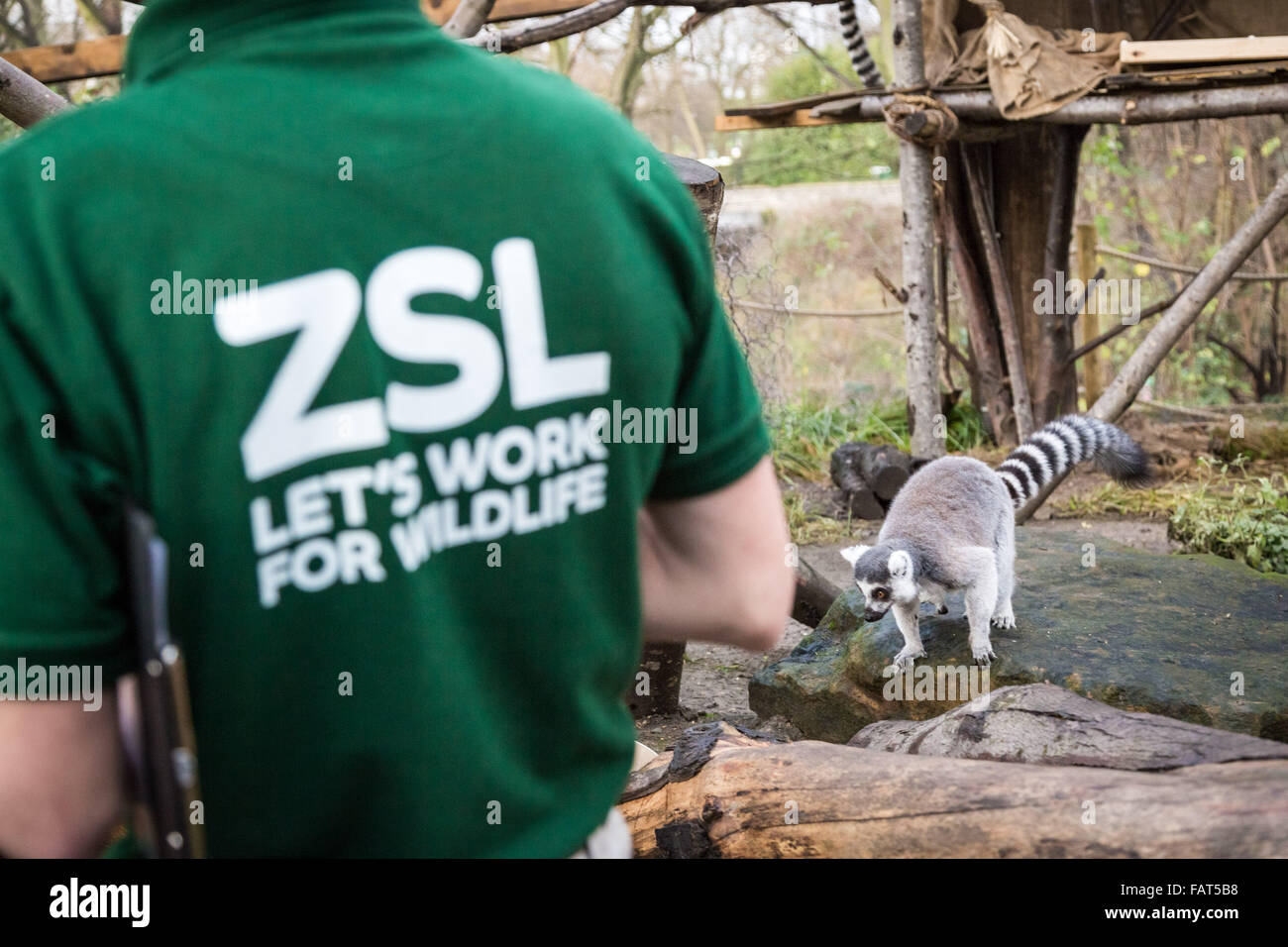 London, UK. 4th Jan, 2016. Keeper Marcel McKinley with Ring-Tailed ...