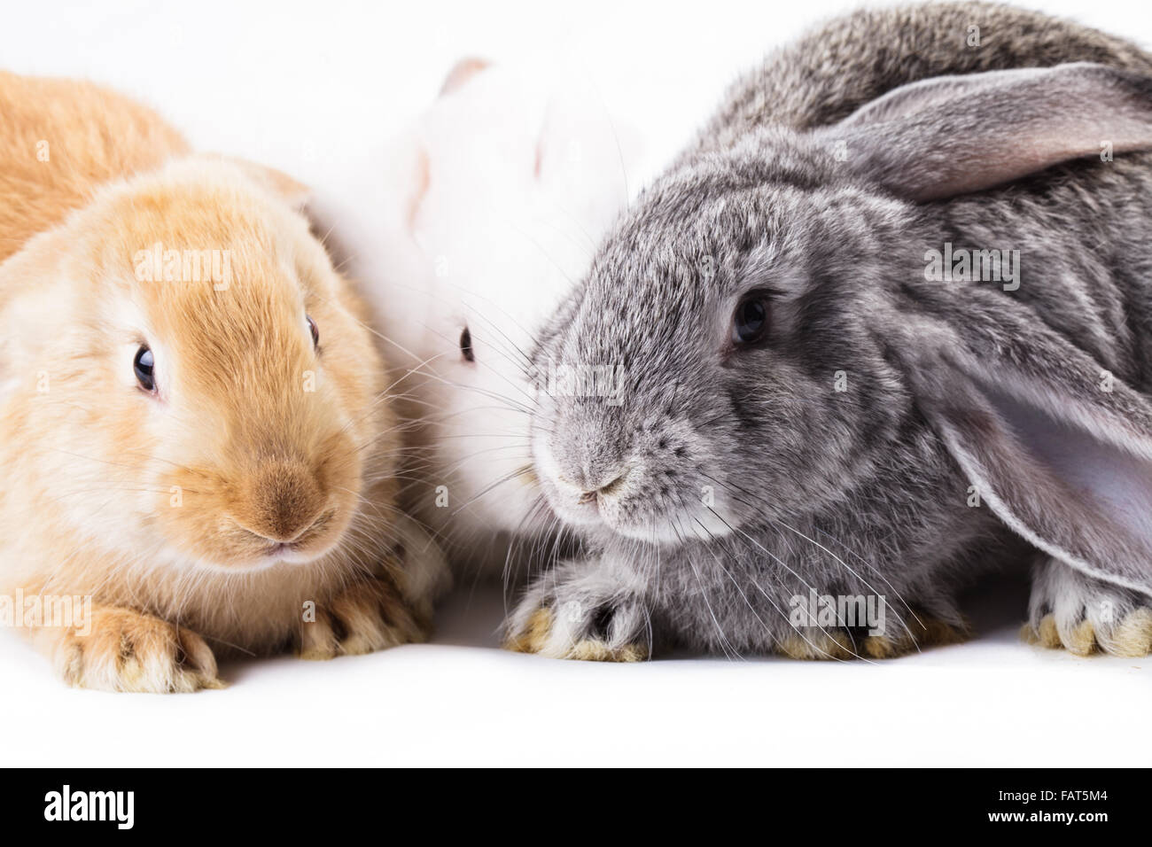 Three different rabbits Stock Photo - Alamy