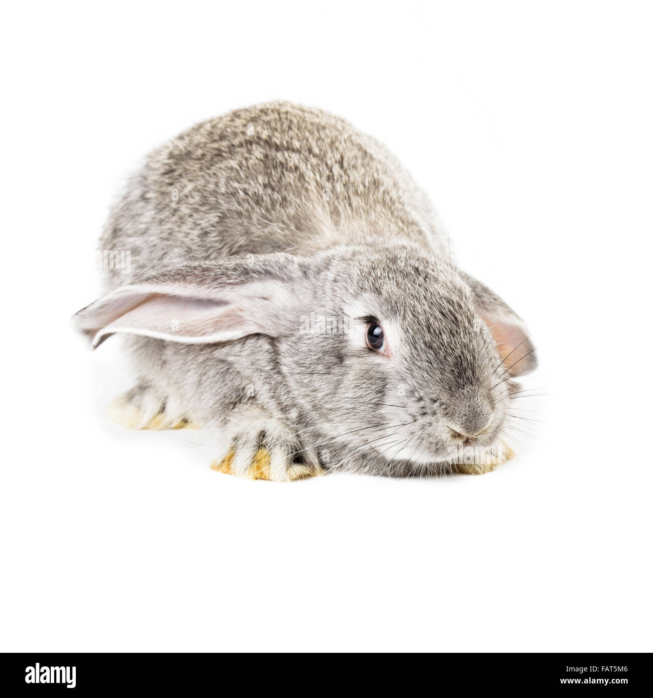 Cute grey rabbit Stock Photo - Alamy