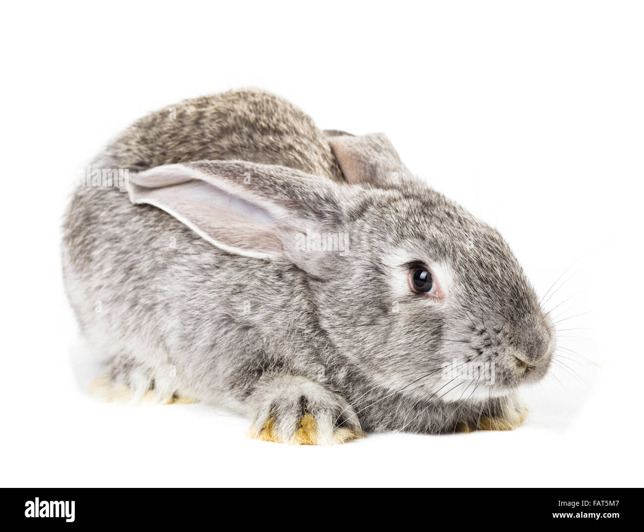 Cute grey rabbit Stock Photo - Alamy