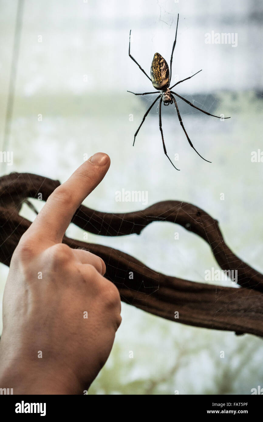 London, UK. 4th Jan, 2016. Golden Orb Weaving Spider seen during London ...