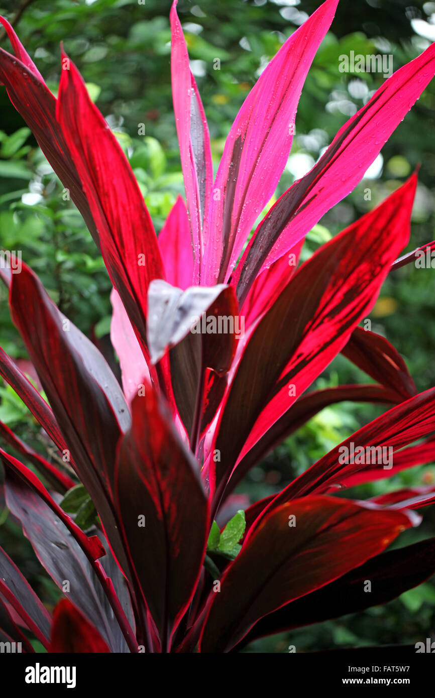 Brilliant red spears of foliage catch the early morning light Stock ...