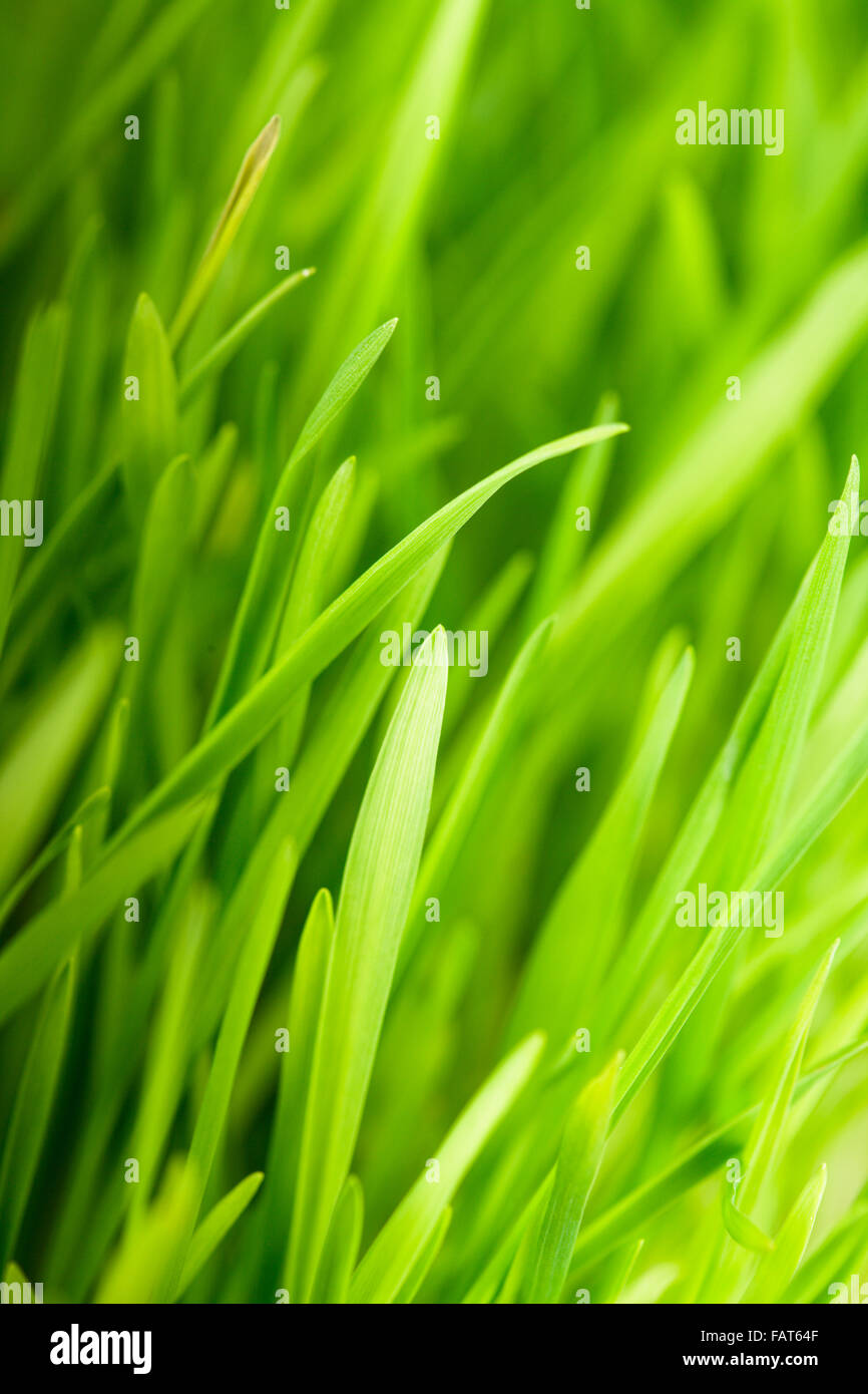 The Green grass Stock Photo - Alamy