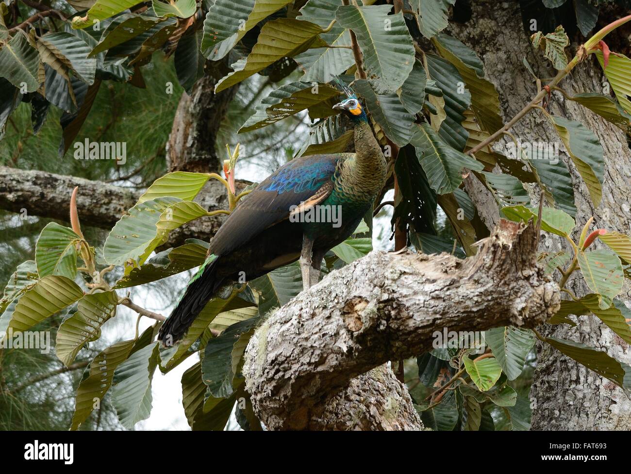 beautiful female Green Peafowl (Pavo muticus) inThai forest Stock Photo ...