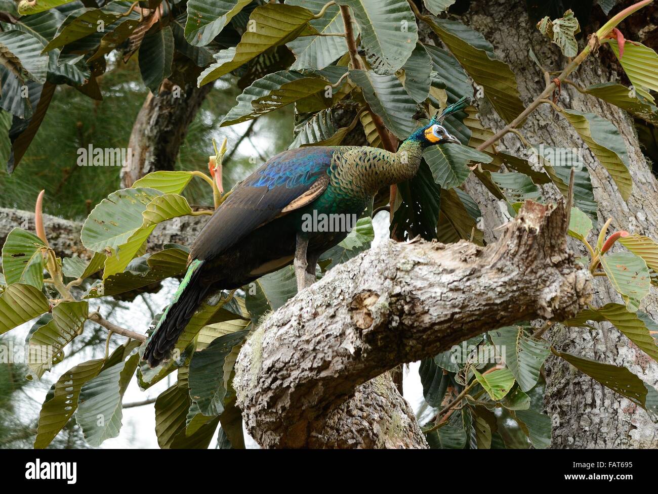 Green peafowl hi-res stock photography and images - Alamy