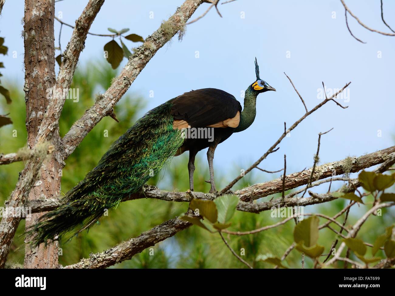 beautiful male Green Peafowl (Pavo muticus) inThai forest Stock Photo ...
