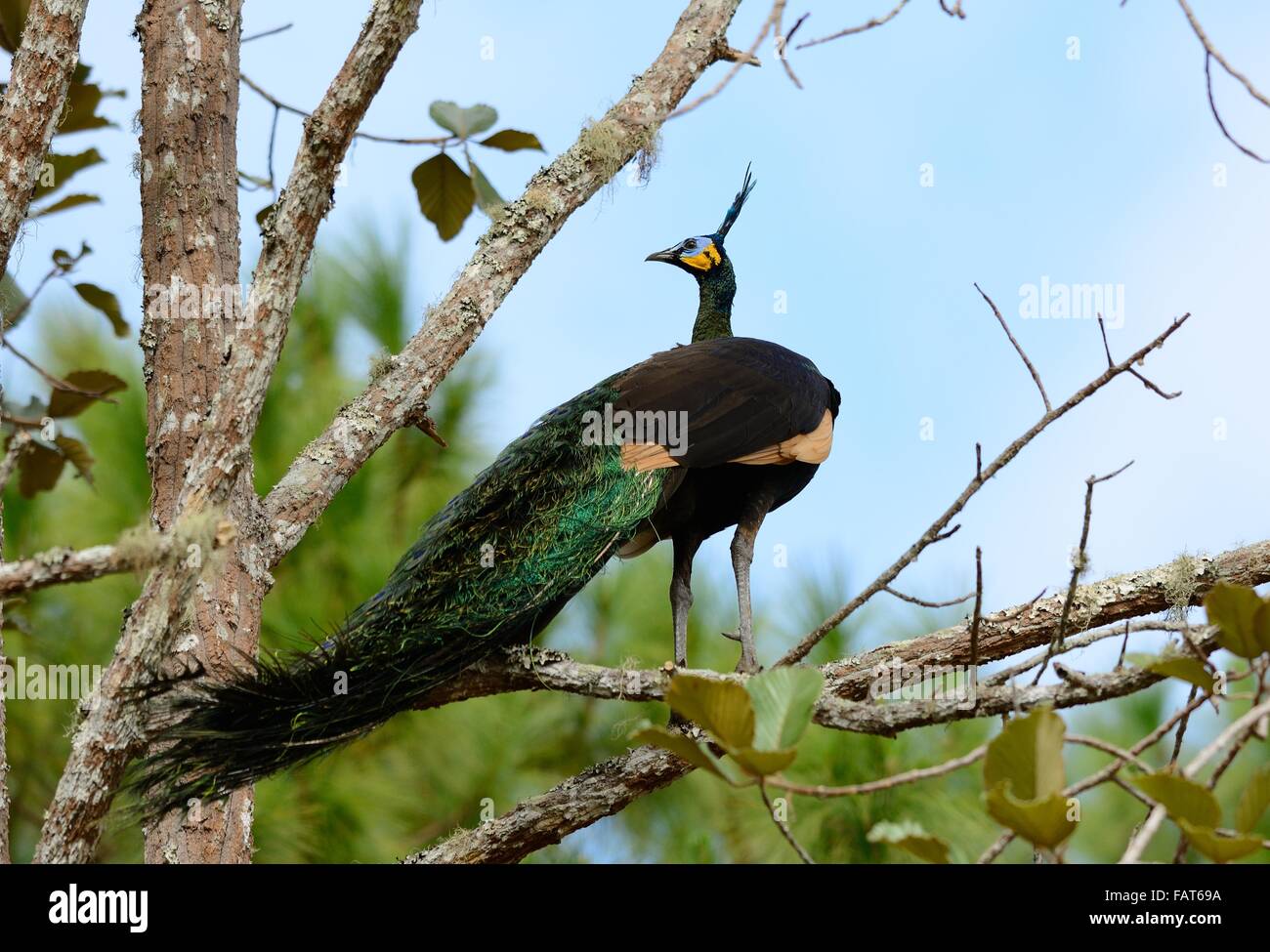 beautiful male Green Peafowl (Pavo muticus) inThai forest Stock Photo ...