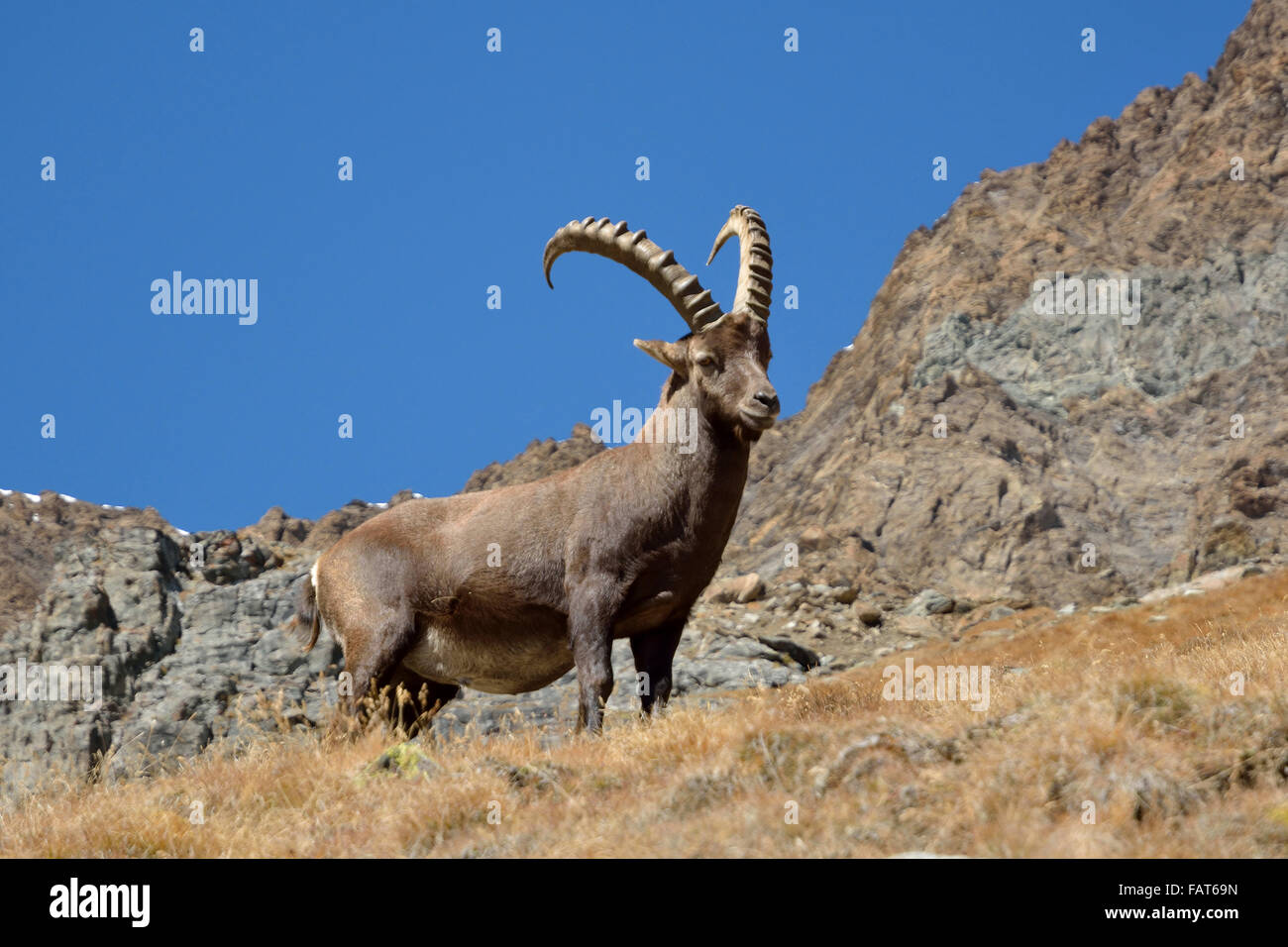Ibex horns hi-res stock photography and images - Alamy