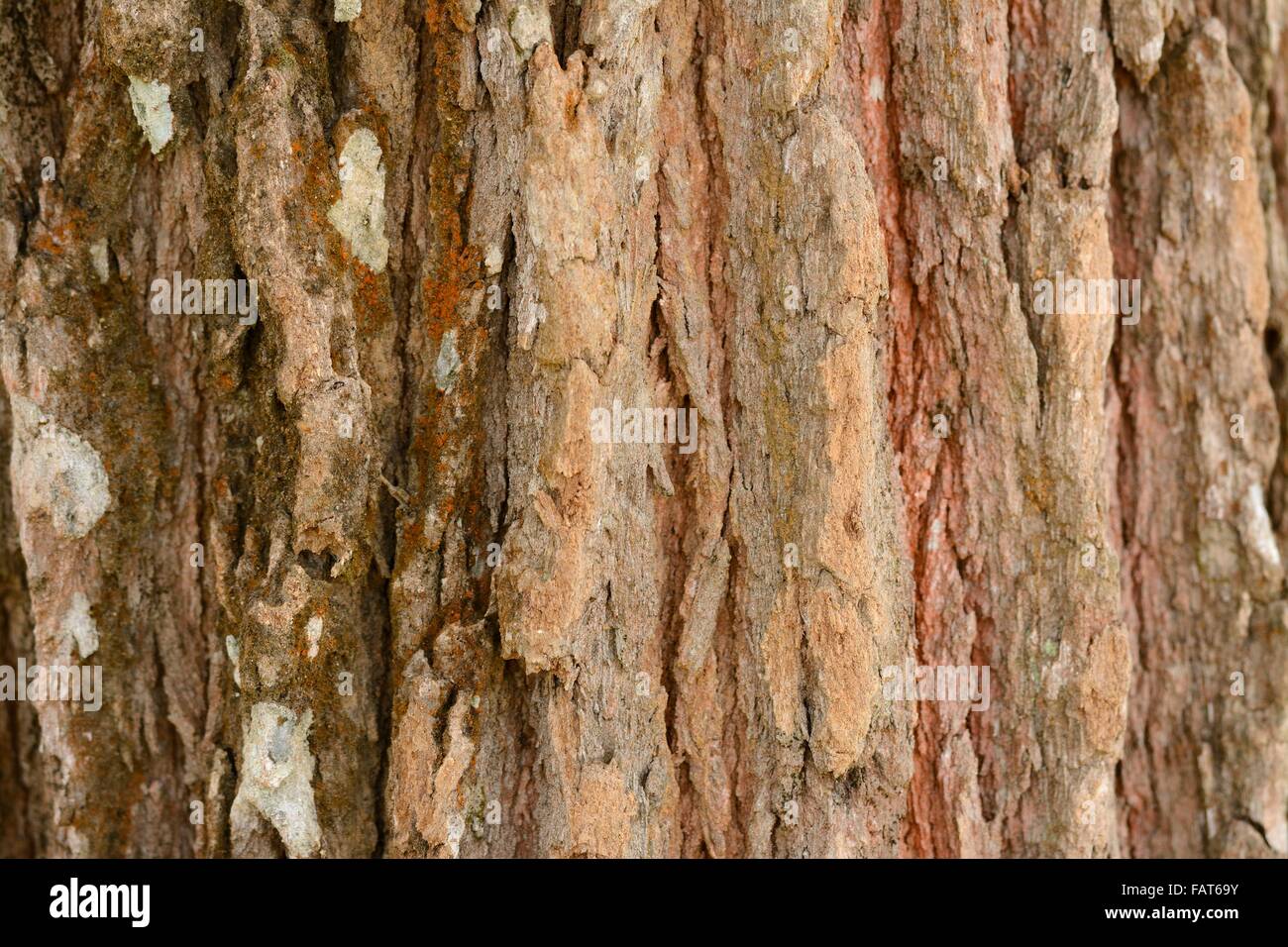 beautiful gray tone tree bark seamless texture tile Stock Photo - Alamy