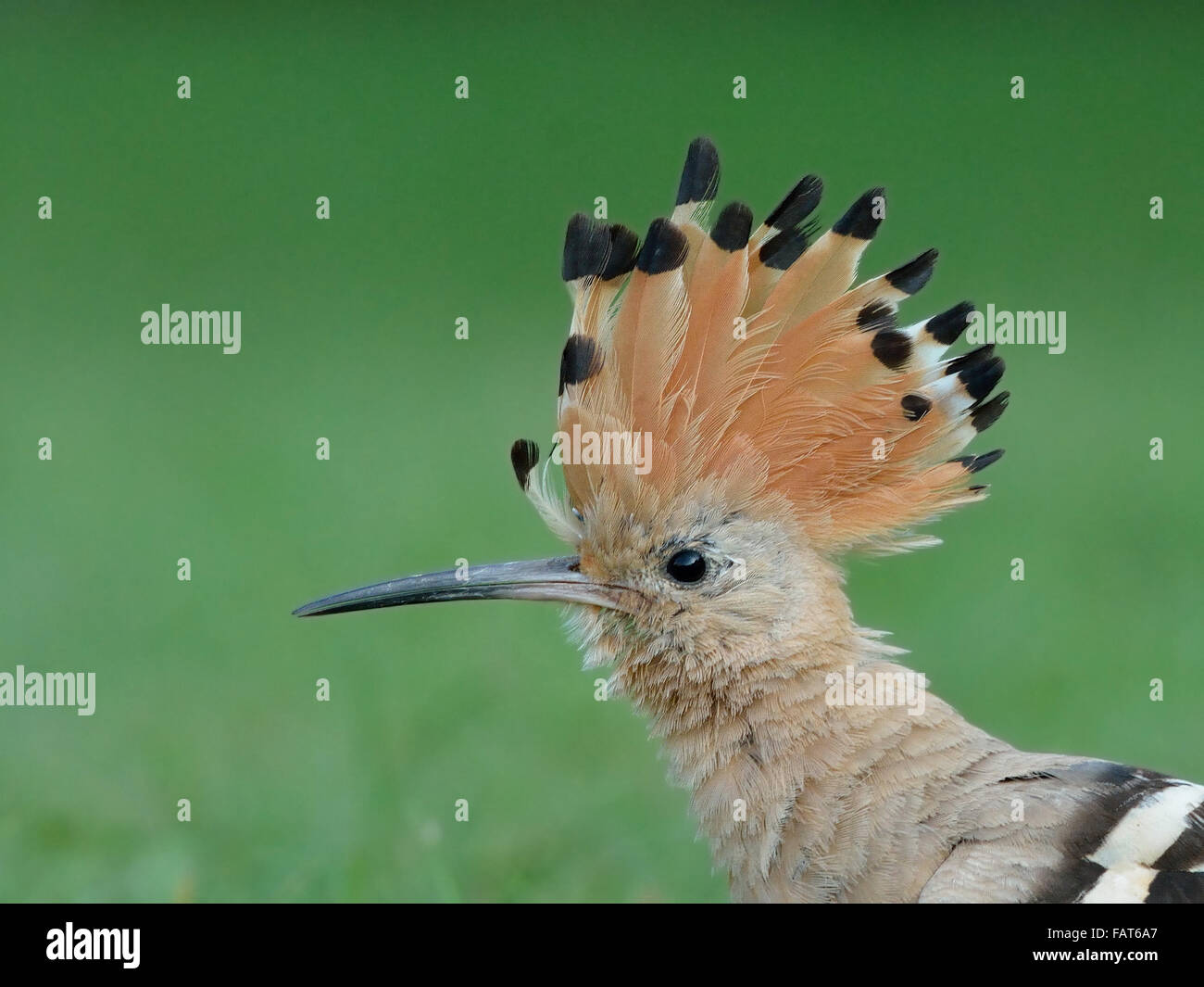 Hoopoe fly hi-res stock photography and images - Alamy