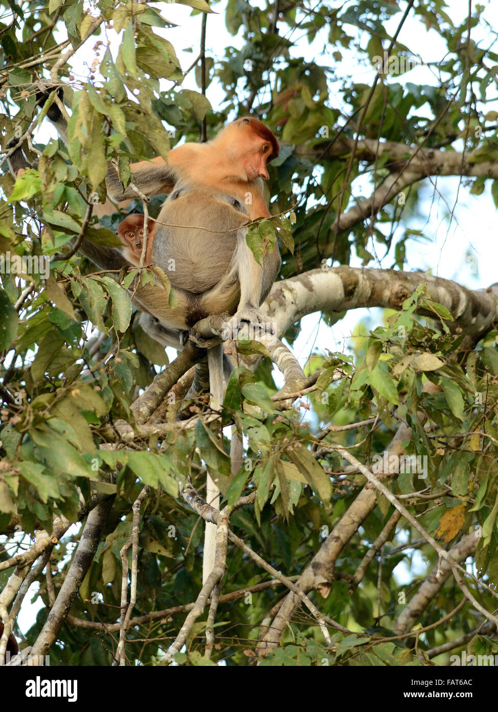 Proboscis monkey mangrove forest asia hi-res stock photography and ...