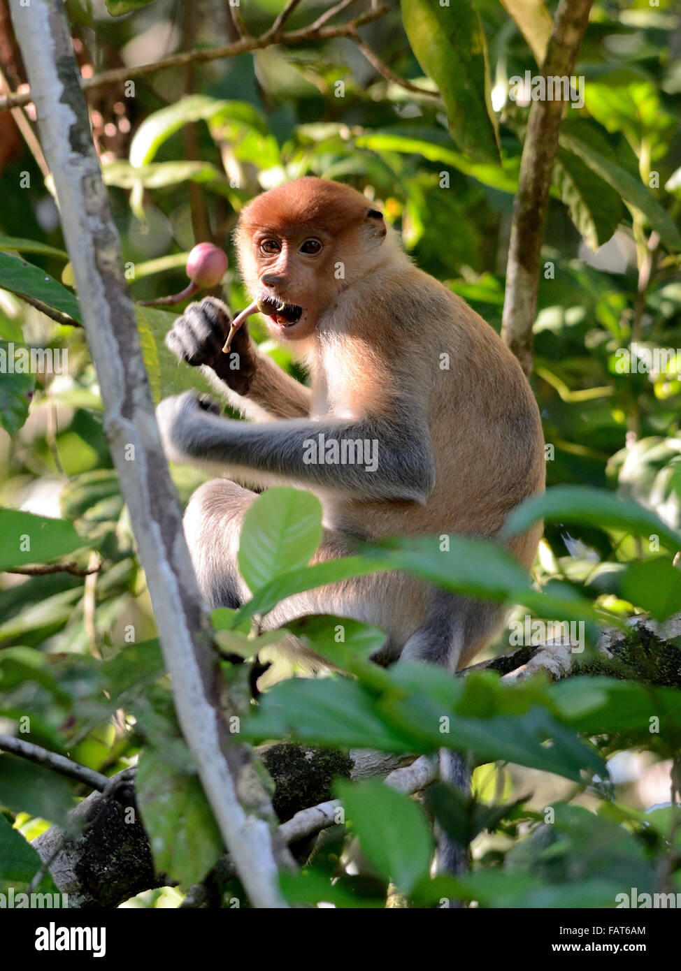Proboscis monkey in kinabatangan river Sabah Stock Photo - Alamy