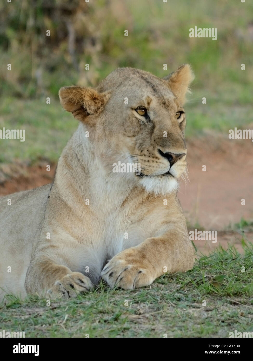 Big five species hi-res stock photography and images - Alamy