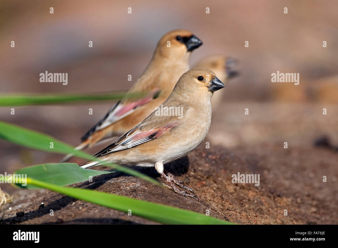 Lichtenstein's desert finch (Rhodospiza obsoleta / Rhodopechys ...