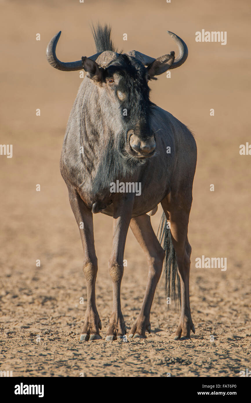 Blue wildebeest (Connochaetes taurinus), Kgalagadi Transfrontier ...