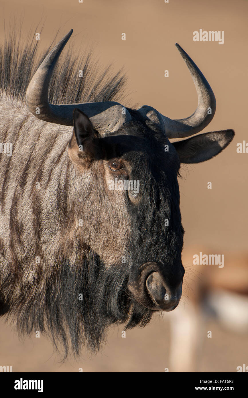 Blue wildebeest (Connochaetes taurinus), Kgalagadi Transfrontier ...