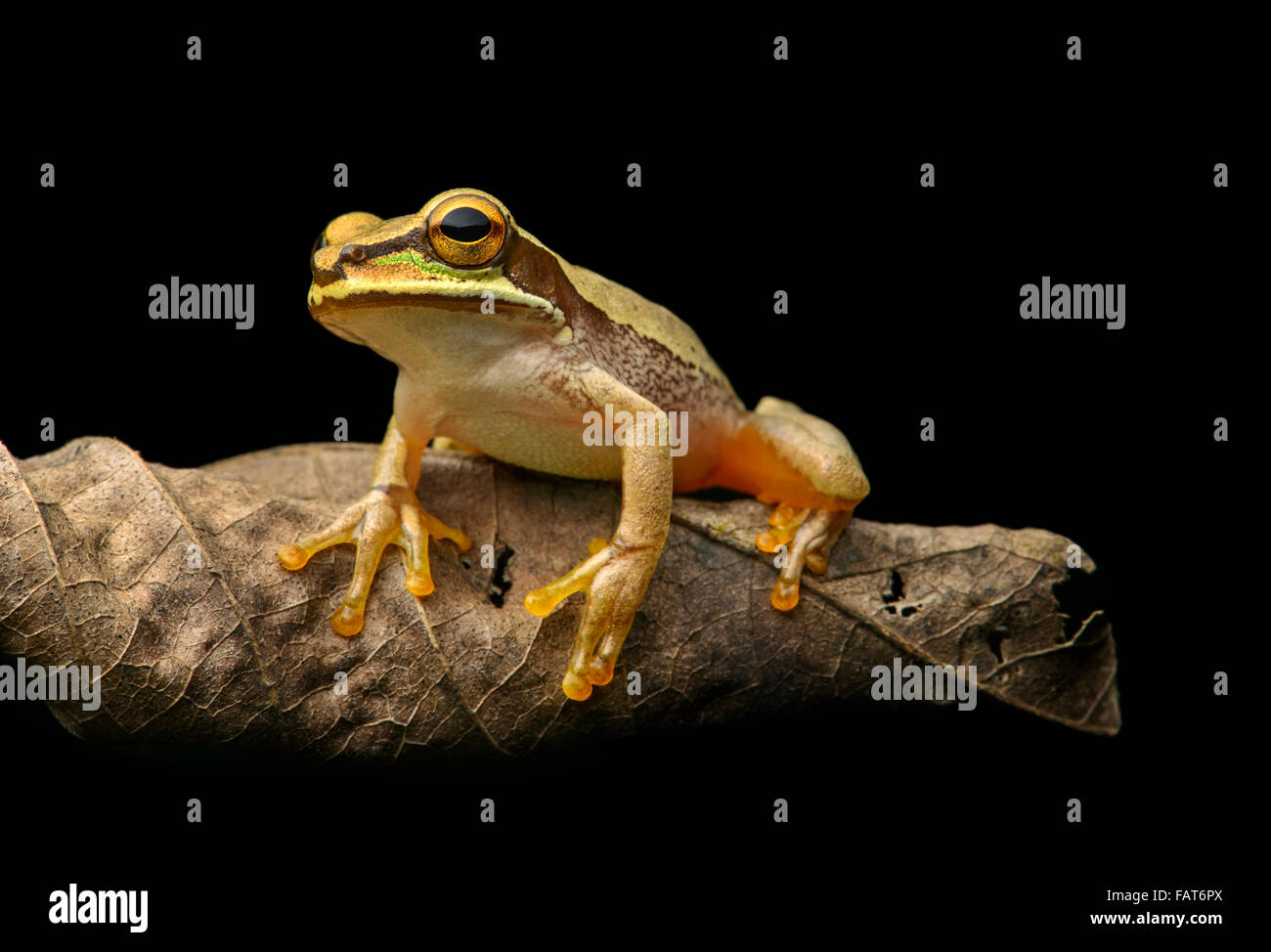 Masked tree frog (Smilisca phaeota) on wilted leaf, Chocó rainforest ...