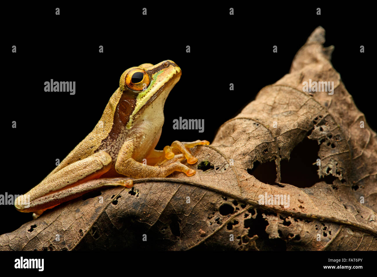 Masked tree frog (Smilisca phaeota) on wilted leaf, Chocó rainforest ...
