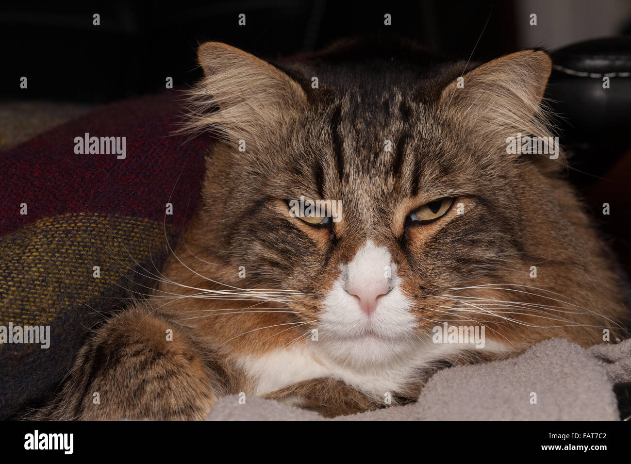 Long hair cat hi-res stock photography and images - Alamy