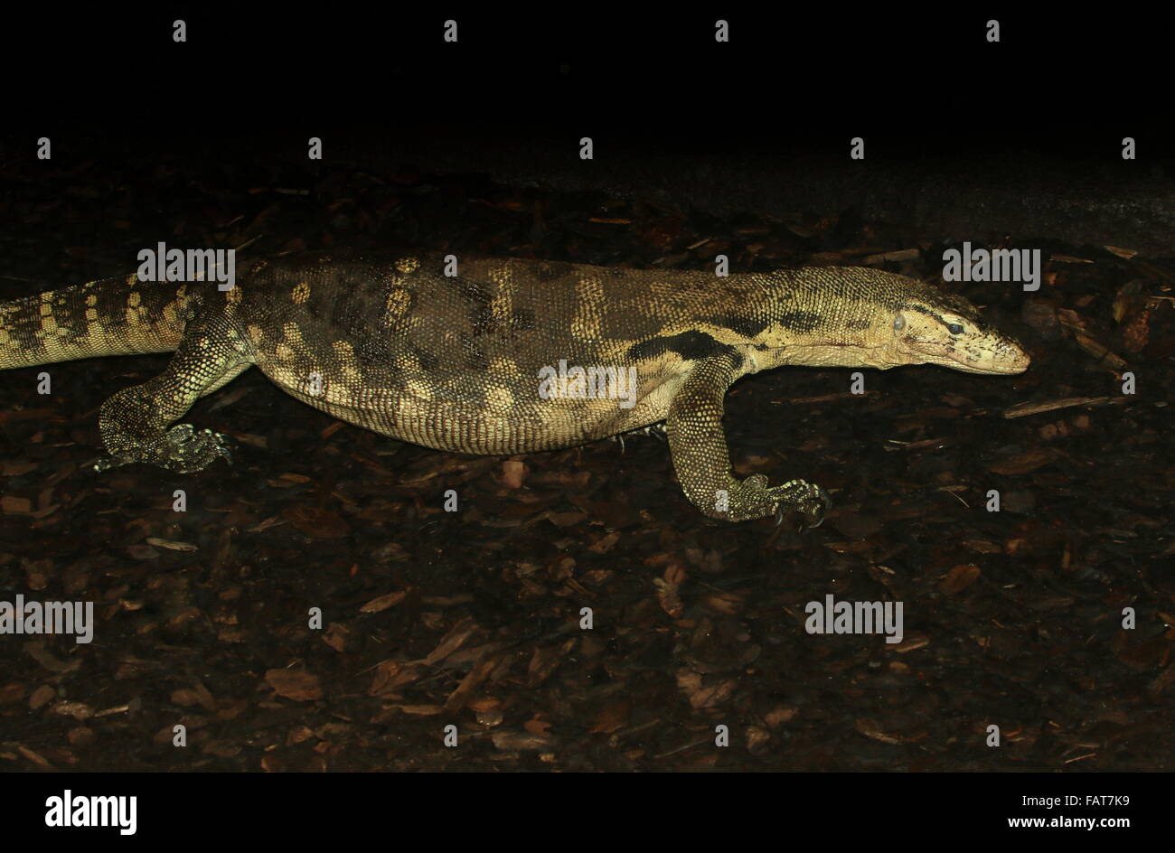 Southeast Asian Water monitor (Varanus salvator) walking by at close ...