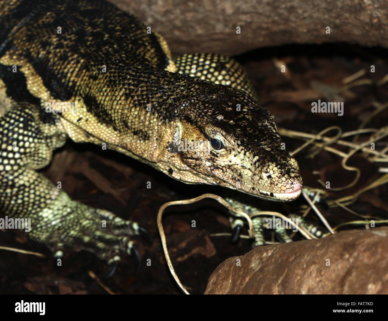 Varan malais hi-res stock photography and images - Alamy