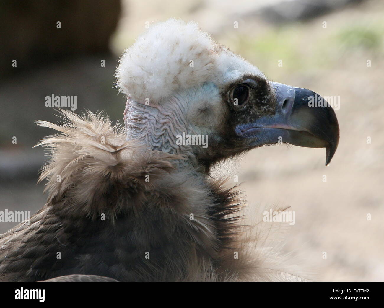 Eurasian black vulture or Monk Vulture (Aegypius monachus), also ...