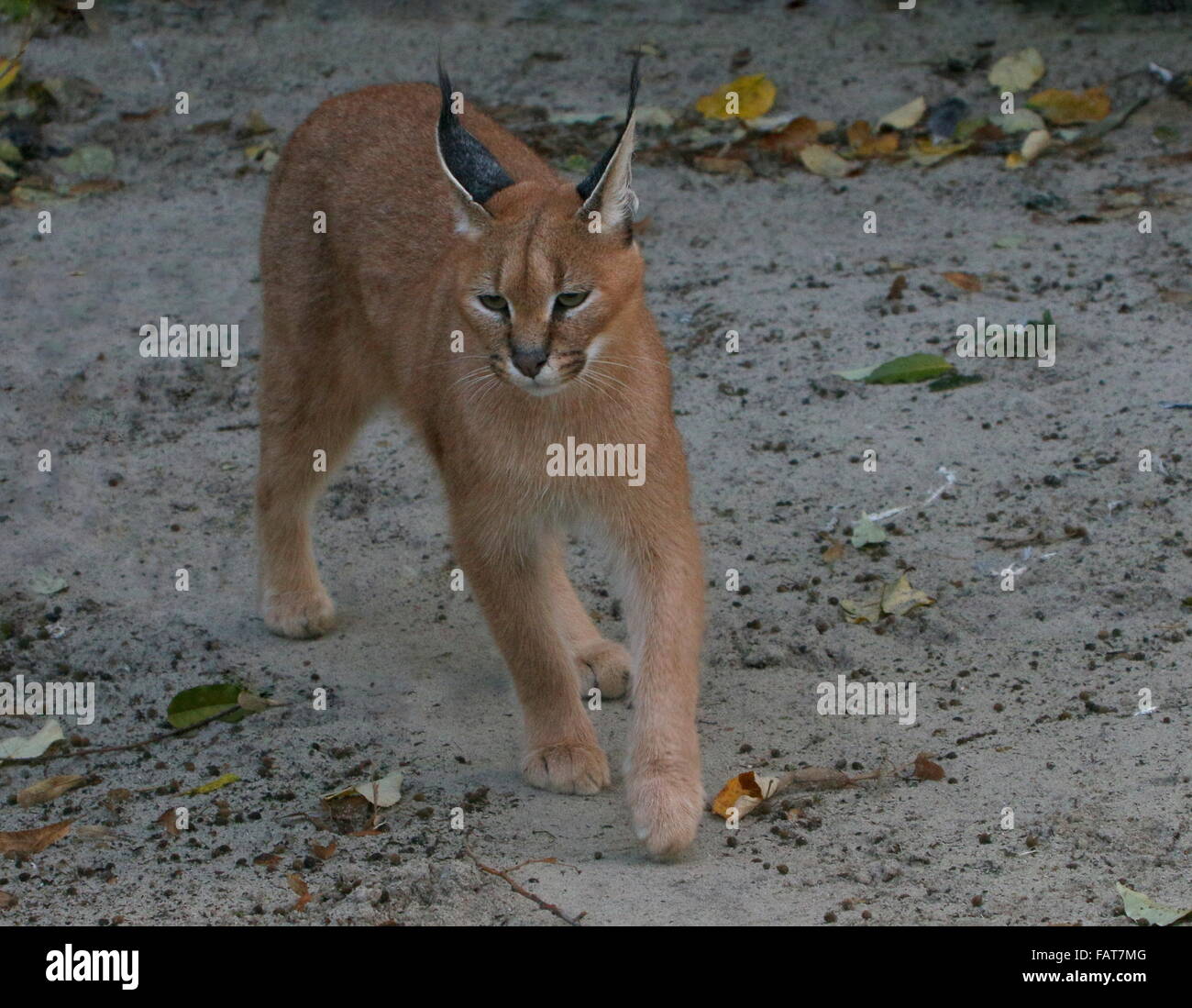 Caracal (Caracal caracal, Felis caracal), a medium-sized wild cat ...