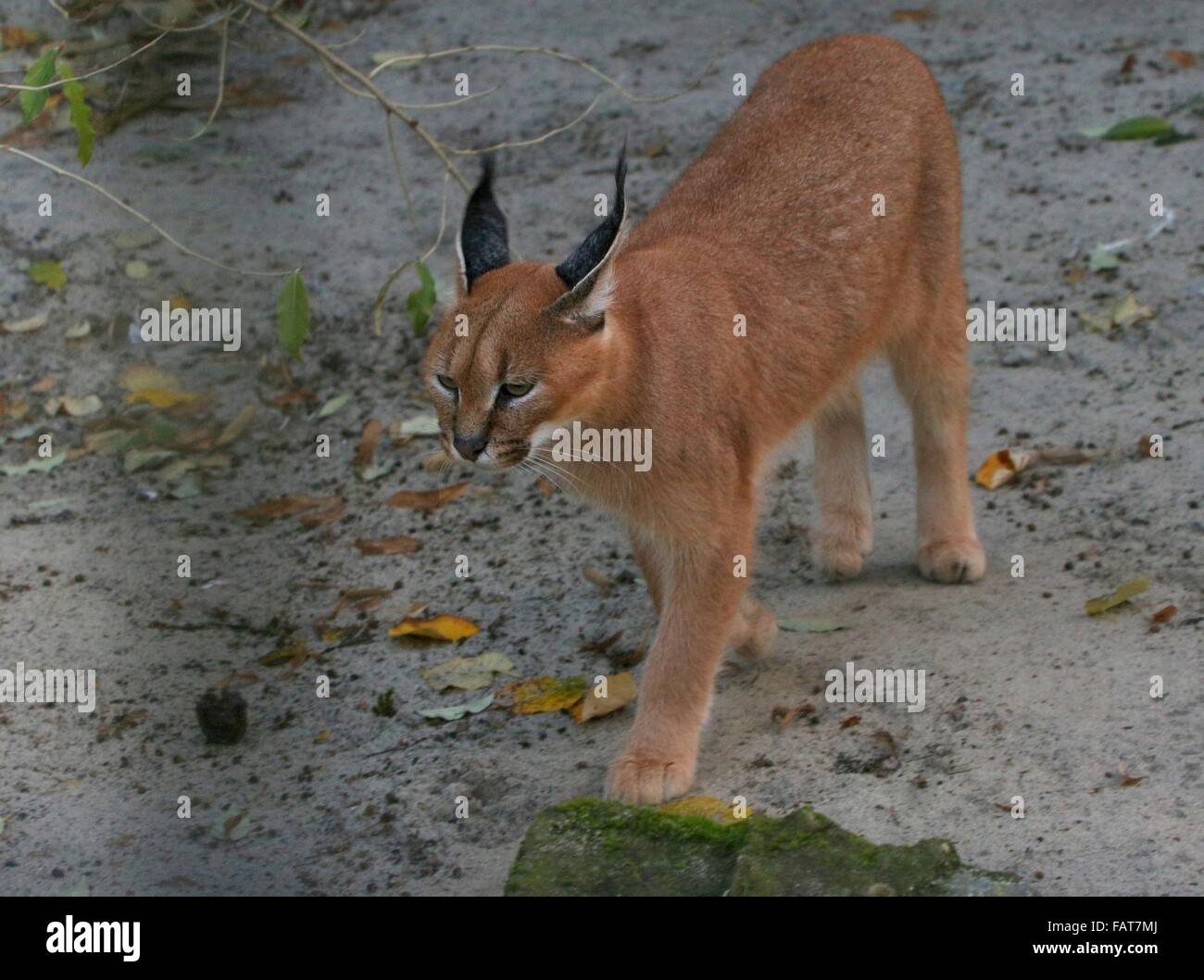 Caracal (Caracal caracal, Felis caracal), a medium-sized wild cat ...