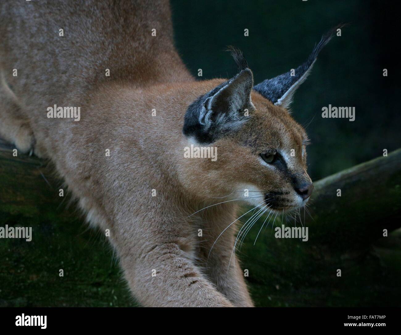Caracal (Caracal caracal, Felis caracal), a medium-sized wild cat ...