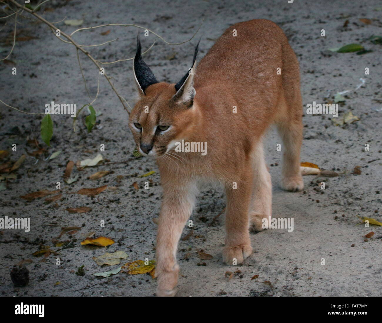 Caracal caracal hunting hi-res stock photography and images - Alamy