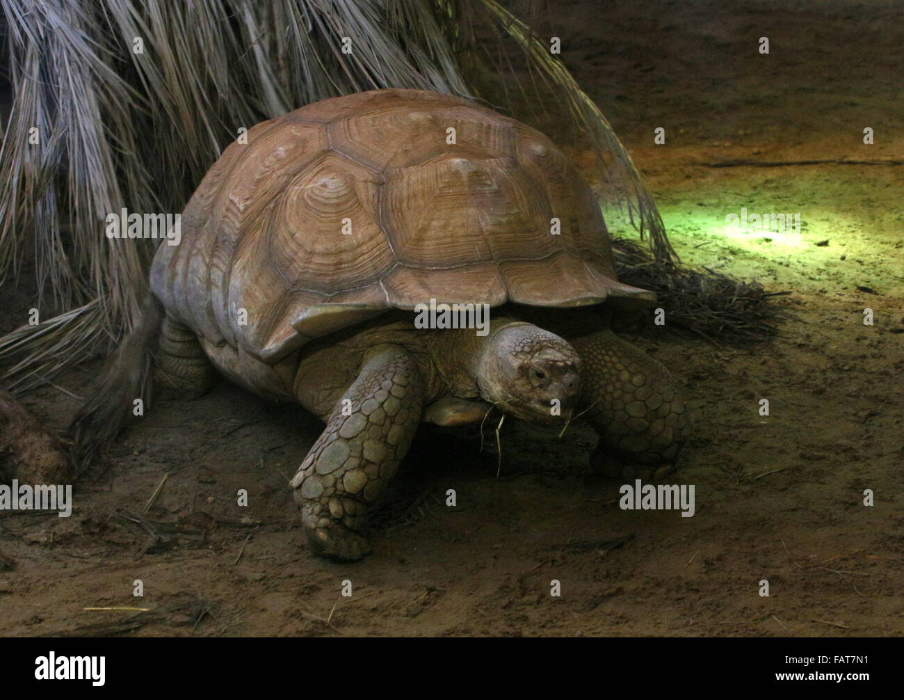 Sulcata tortoises hi-res stock photography and images - Alamy