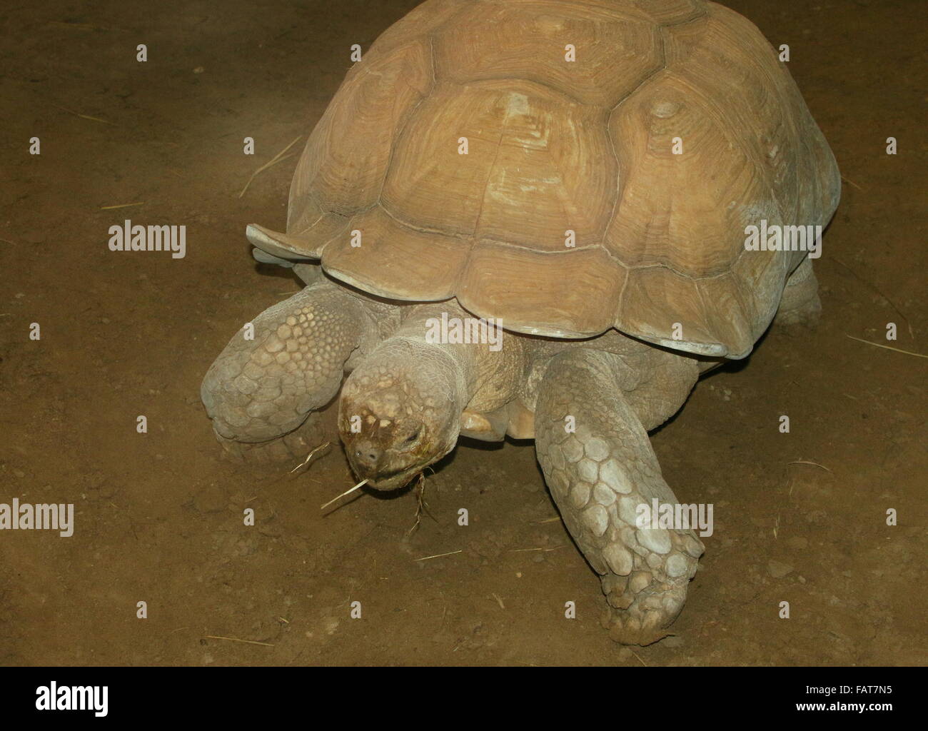 African spurred tortoise or Sulcata tortoise (Geochelone sulcata Stock ...