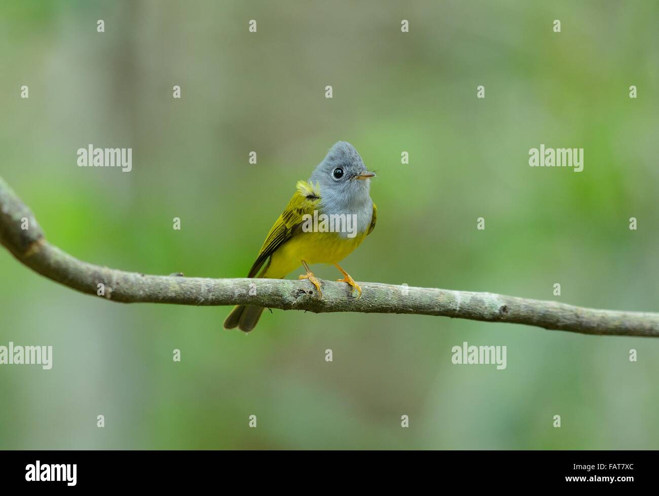 beautiful Grey-headed Canary- flycatcher (Culicicapa ceylonensis) in ...