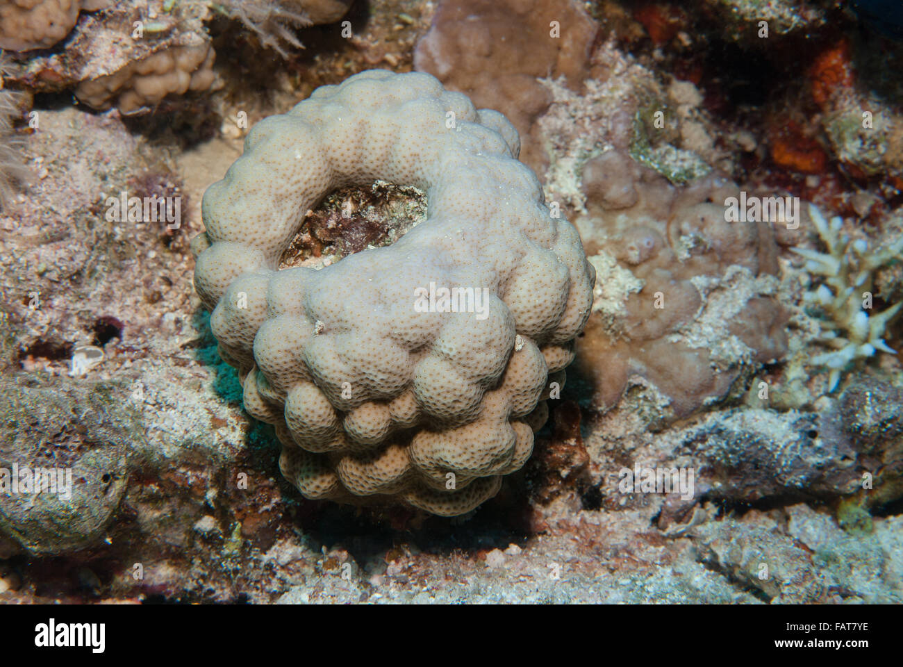 Boulder Coral, Porites sp., Poritidae, Sharm el Sheikh, Red Sea, Egypt ...