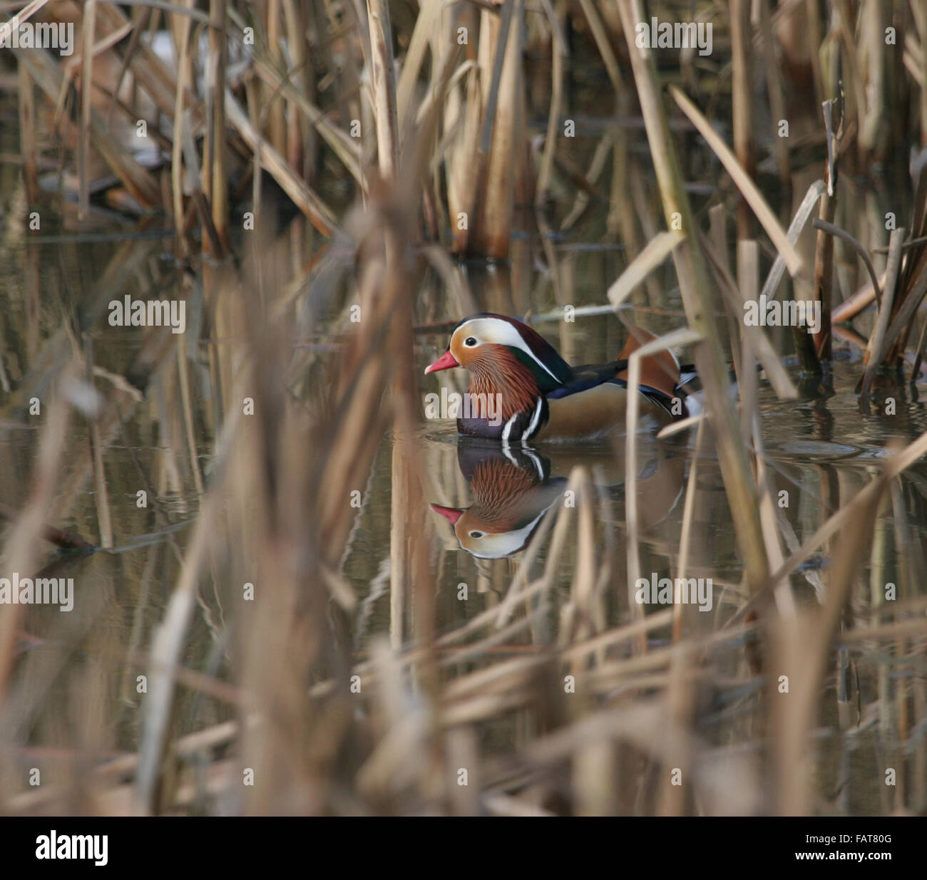 Mandarin drake hi-res stock photography and images - Alamy