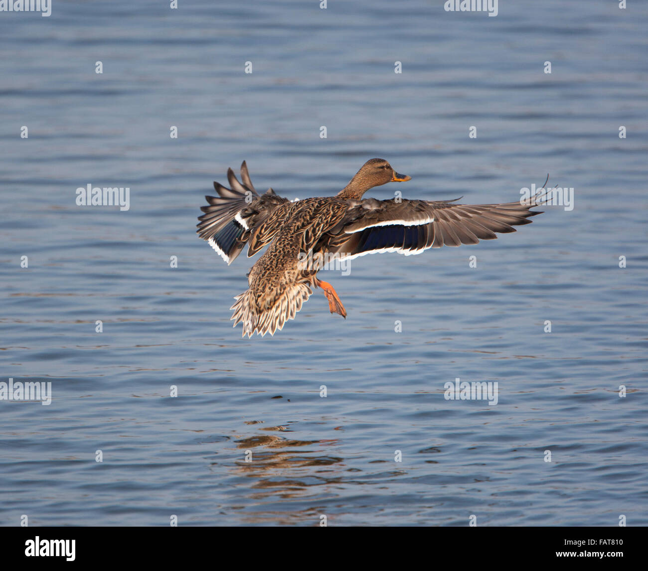 Mallard, Anas Platyrhynchos, female, duck, in flight, landing on water ...