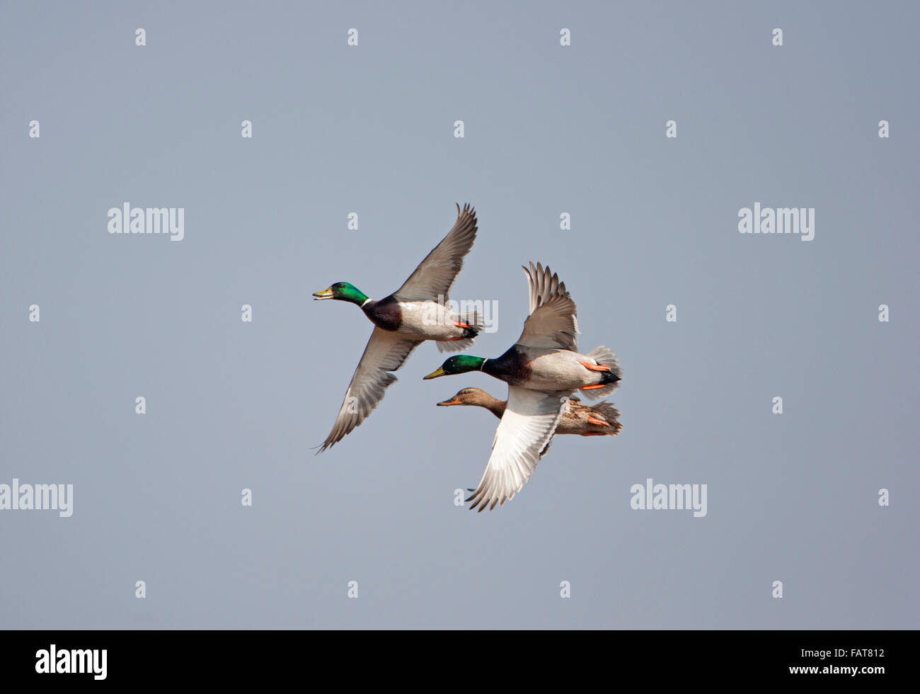 Three birds hi-res stock photography and images - Alamy