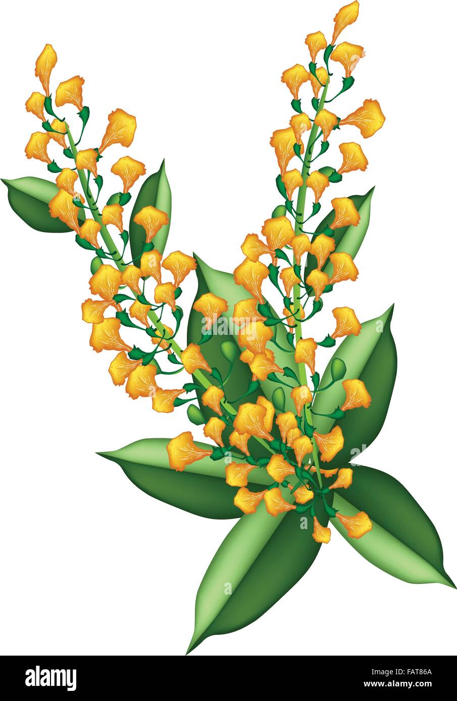 Papilionoideae vector vectors hi-res stock photography and images - Alamy