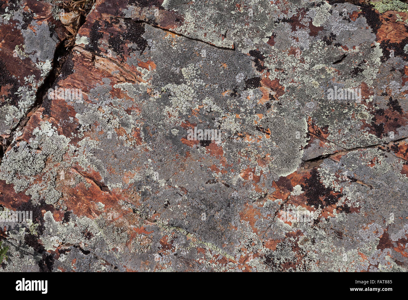 Moss rock texture hi-res stock photography and images - Alamy