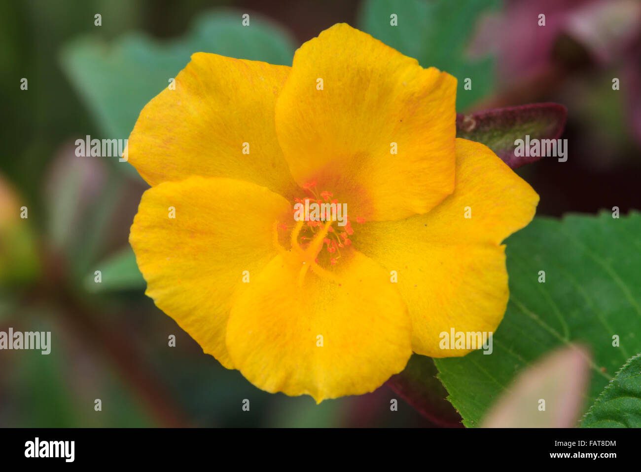 Botany forest hi-res stock photography and images - Alamy