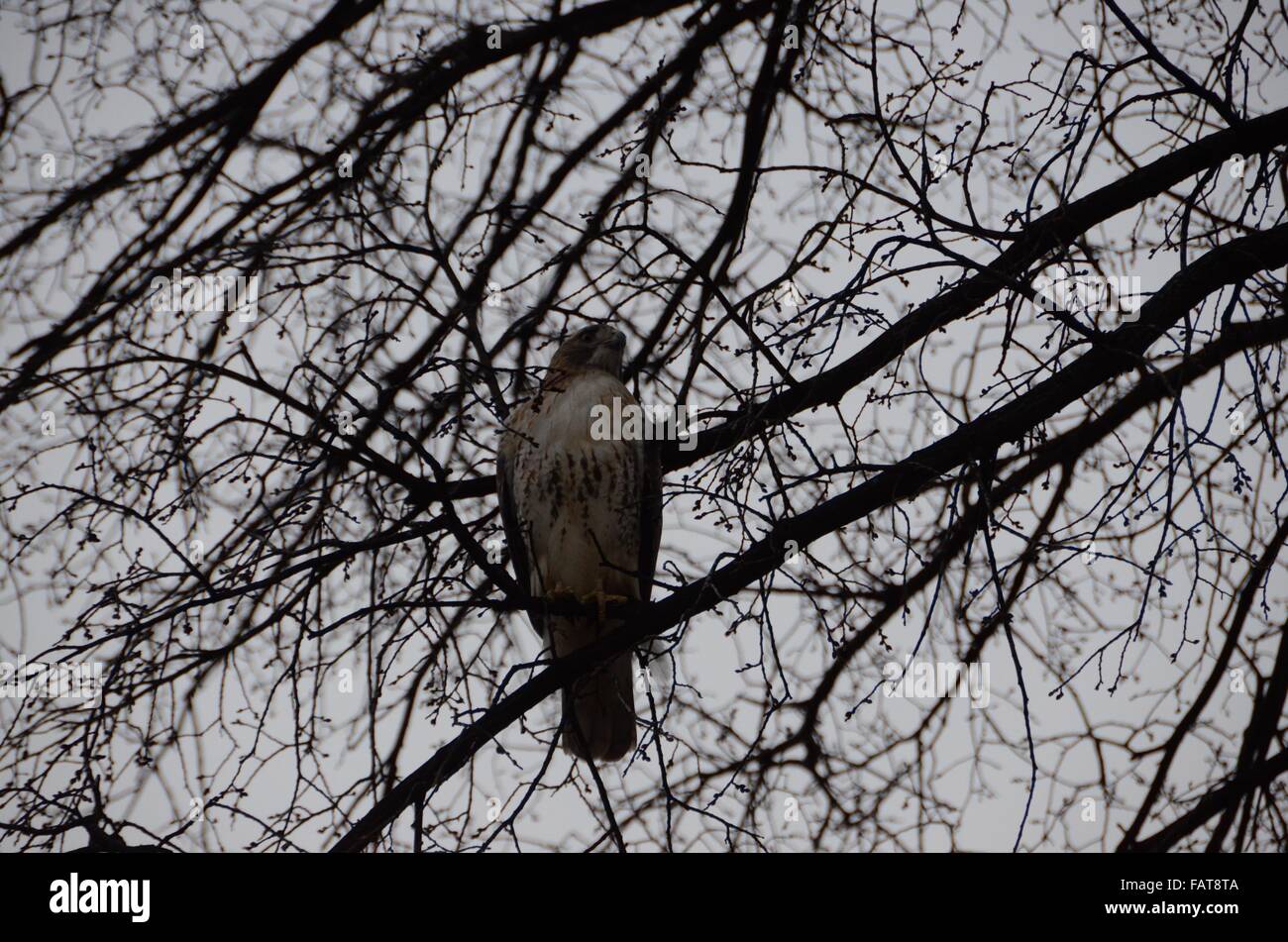hawk in tree Stock Photo - Alamy