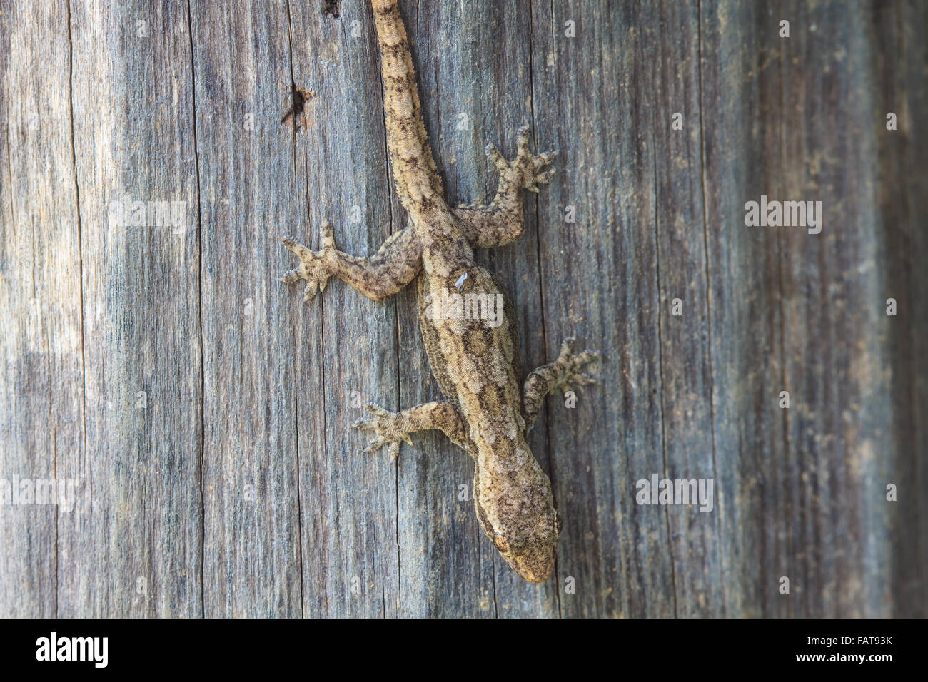 close up House small lizard on the tree Stock Photo - Alamy