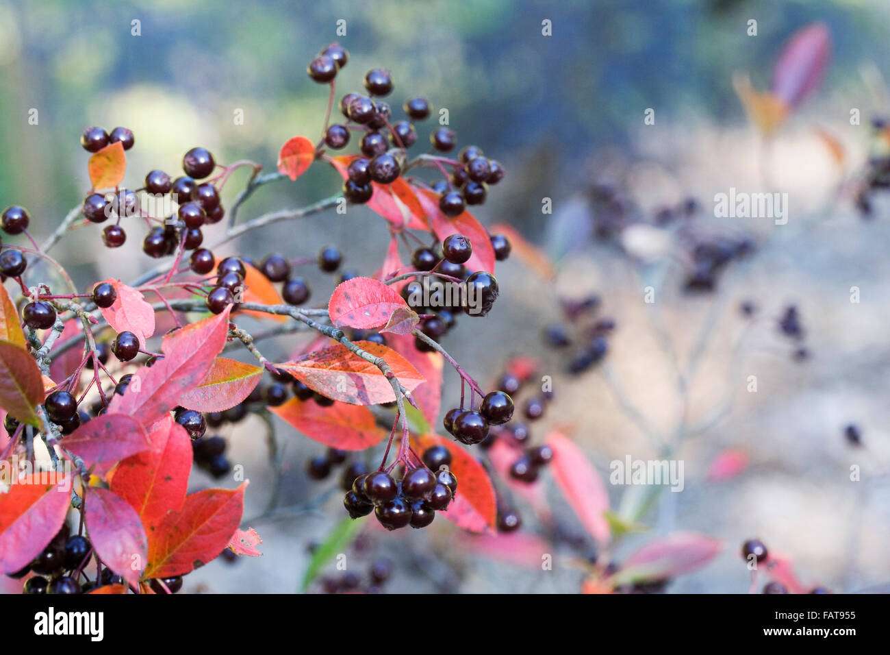 Aronia Fruit High Resolution Stock Photography and Images - Alamy