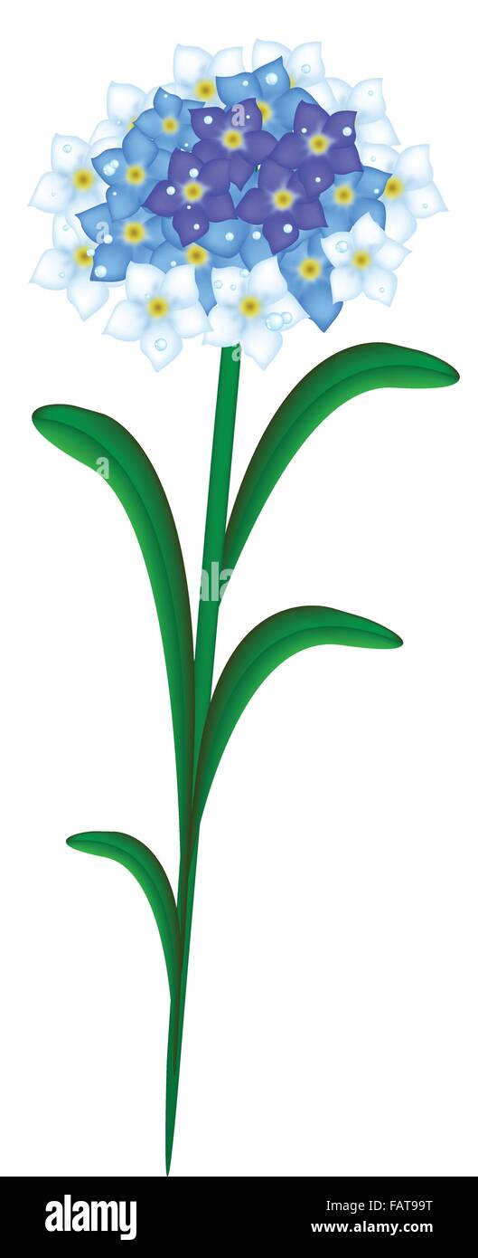 A Symbol of Love, Bright and Beautiful Forget Me Not Flowers Blooming ...