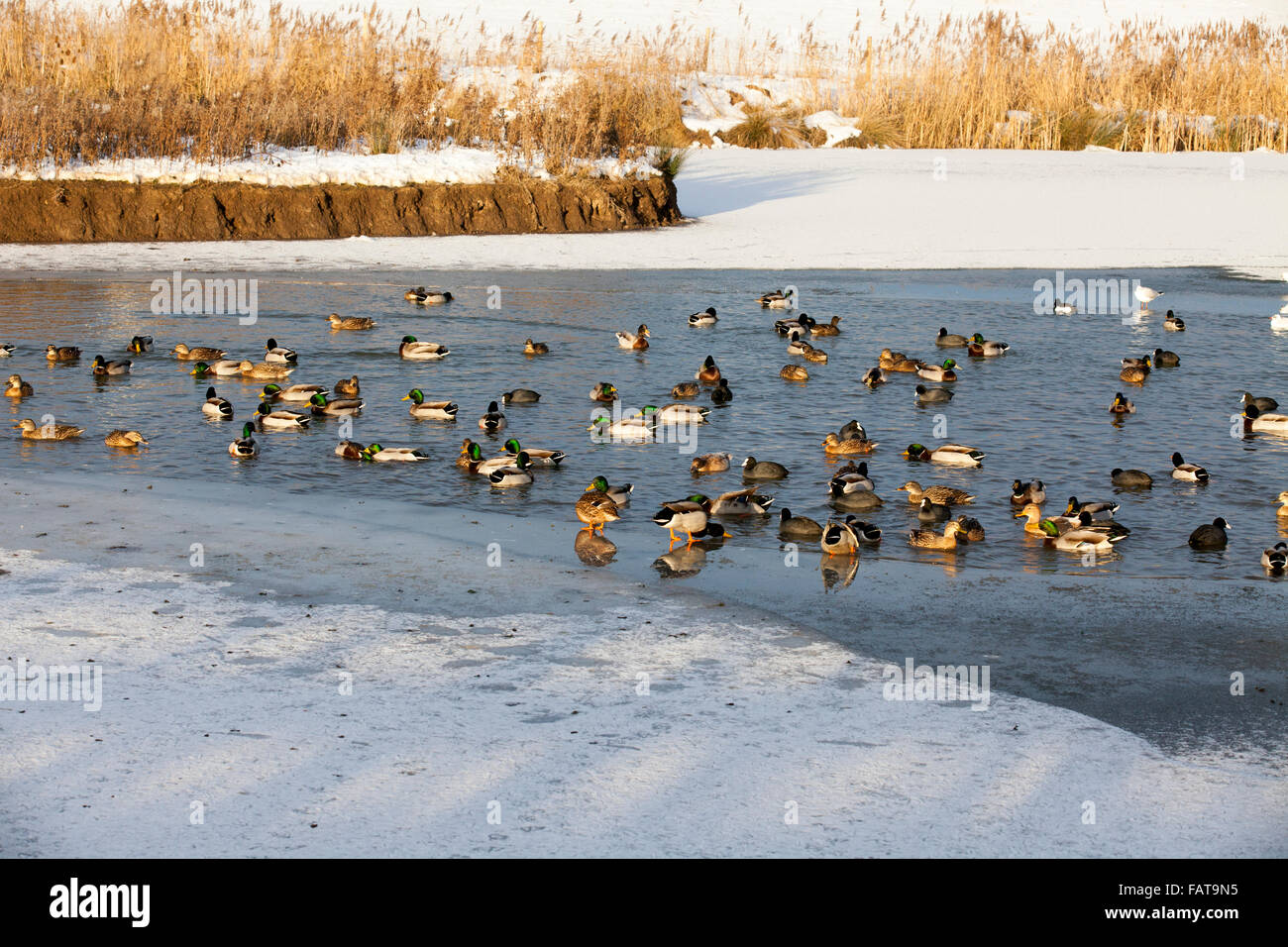 Flock on partial ice covered lake hi-res stock photography and images ...