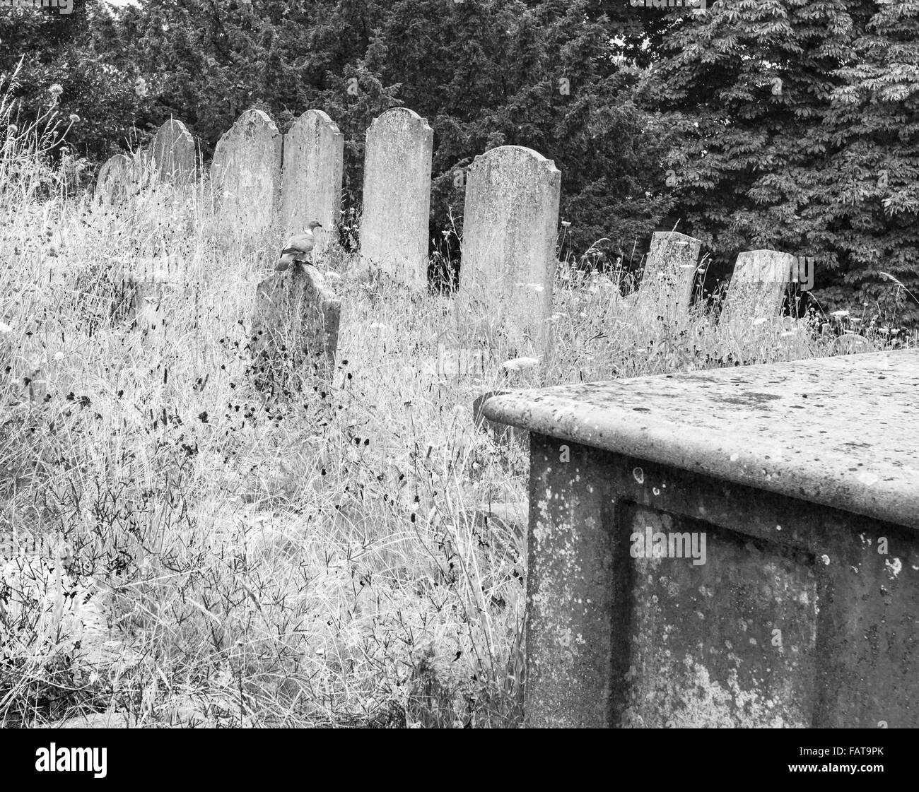 Pigeon religion Black and White Stock Photos & Images - Alamy